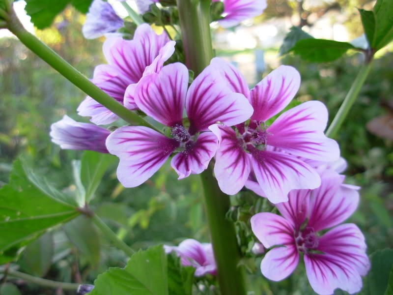 20 ZEBRA MALLOW Malva Sylvestris Var. Zebrina Flower Seeds - Etsy