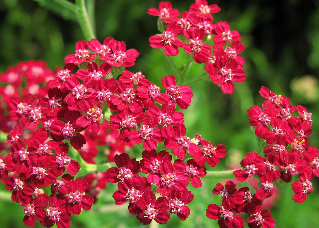 600 RED YARROW Achillea Millefolium Rubra Flower Seeds | Etsy