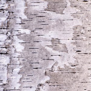 100 WHITE Japanese BIRCH TREE Betula Platyphylla Japonica Seeds - Etsy