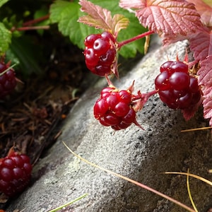 10 ARCTIC RASPBERRY Nagoonberry Rubus Arcticus Red Berry Fruit Bramble ...
