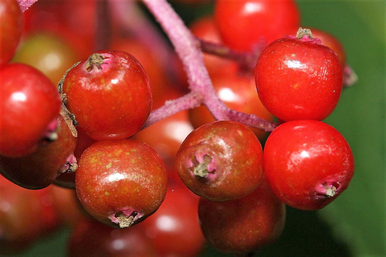 100 RED ELDERBERRY Sambucus Racemosa Scarlet Mountain Elder | Etsy
