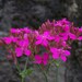 1000 TALL CATCHFLY campion / None so Pretty Silene Armeria Pink Flower ...