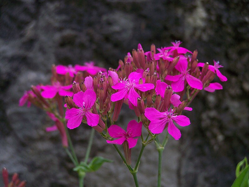 1000 TALL CATCHFLY campion / None so Pretty Silene Armeria - Etsy