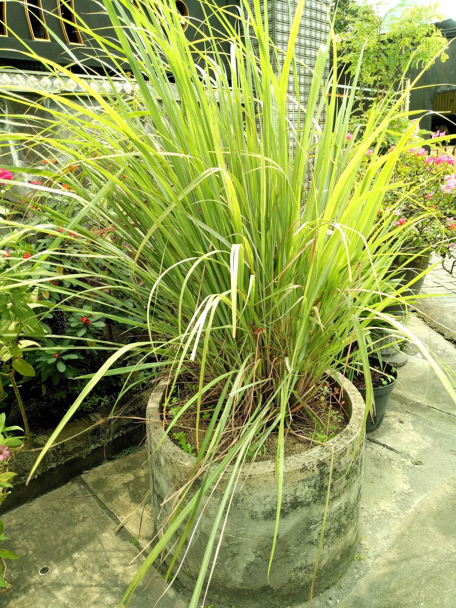 100 LEMONGRASS East Indian Lemon Grass Fragrant Ornamental Edible ... 100 LEMONGRASS East Indian Lemon Grass Fragrant Ornamental Edible ...