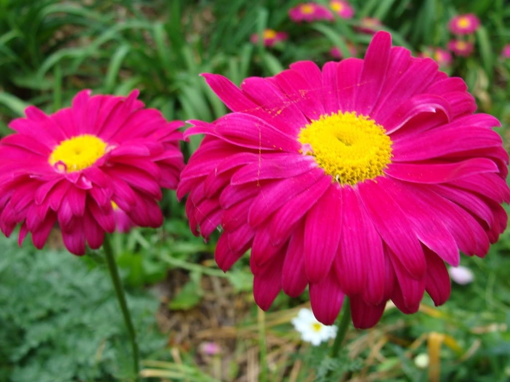 Пиретрум Многолетний Посадка И Уход Фото – Telegraph