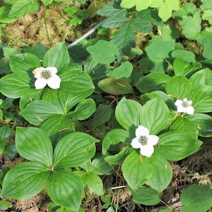 15 WESTERN BUNCHBERRY Alaskan Dogwood Canadian Cornus Unalaschkensis ...