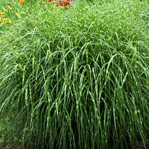 10 ZEBRA GRASS Variegated Maiden Grass Miscanthus Sinensis Zebrinus Aka ...