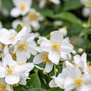 40 WESTERN MOCK ORANGE Philadelphus Lewisii Native White Yellow Flower ...
