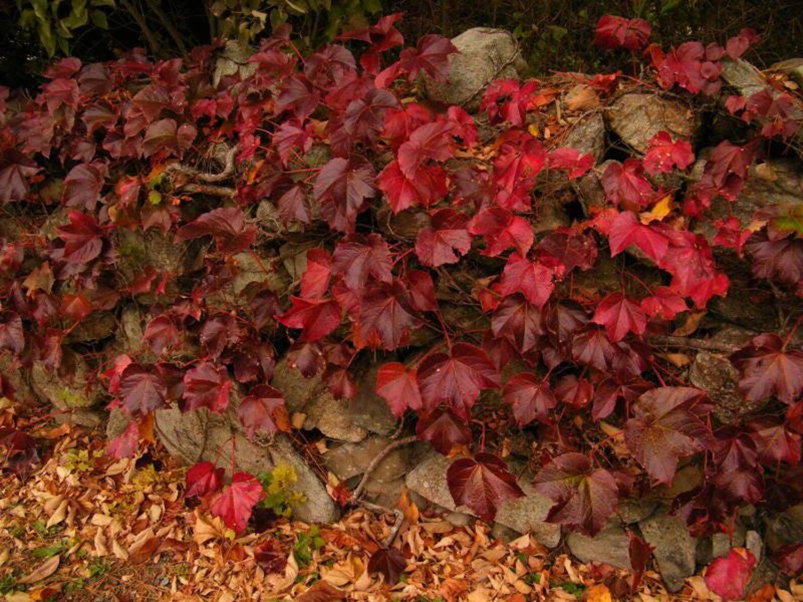 10 BOSTON IVY ( Bostonian Ivy / Wall Ivy ) Parthenocissus Tricuspidata ...
