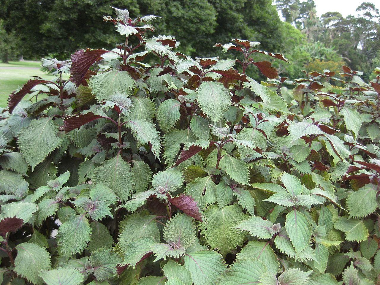 300 PURPLE SHISO Aka PERILLA Frutescens Ornamental Herb Seeds Green ...