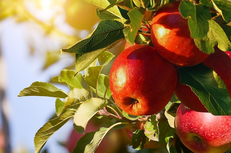 25 PARADISE APPLE Red Delicious Common Malus Pumila Domestica Fruit ...