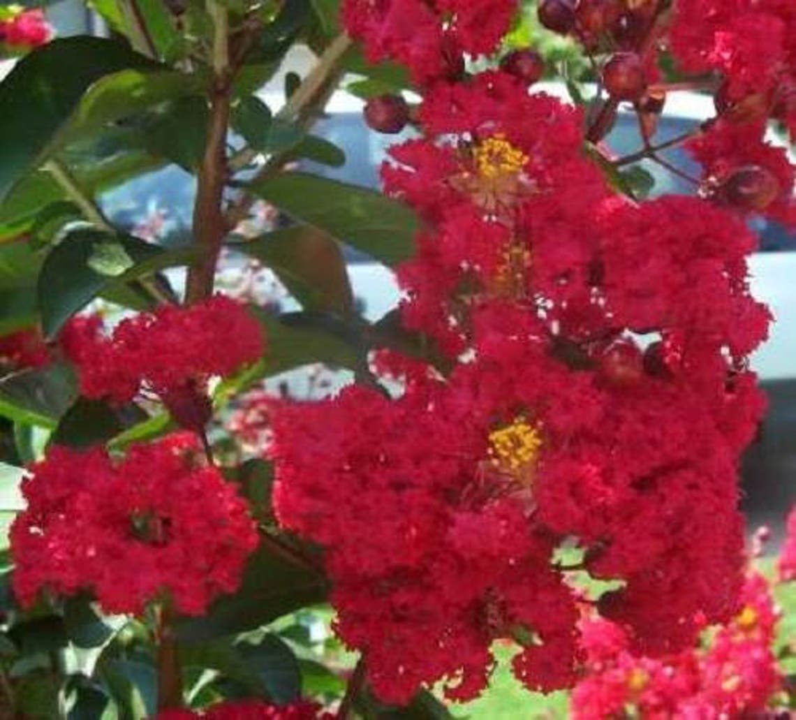 35 RED CREPE MYRTLE Lagerstroemia Indica Flowering Shrub Bush - Etsy