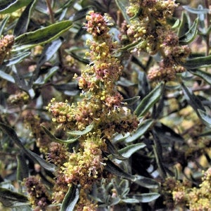100 FOURWING SALTBRUSH Atriplex Canescens Gray Sage Brush Chamiso ...