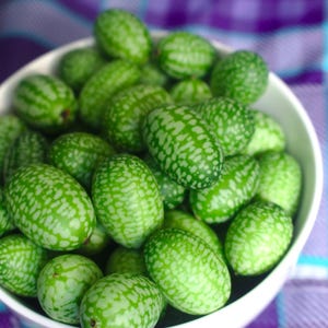10 CUCAMELON Melothria Scabra Mouse Melon Mexican Gherkin Mini ...
