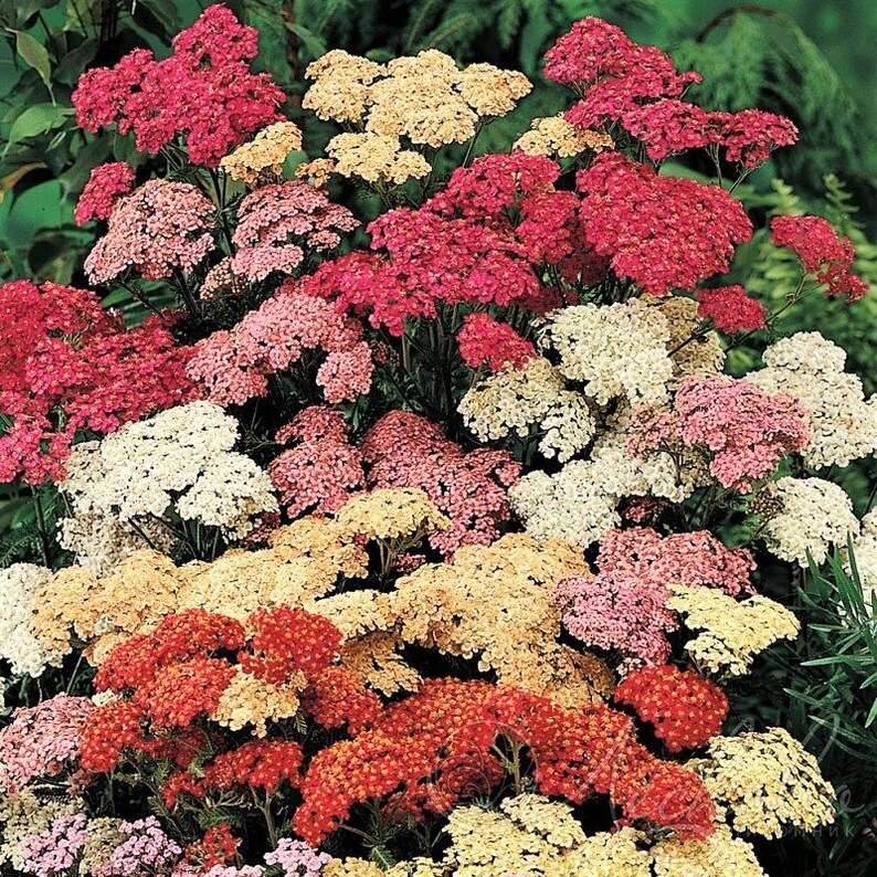 500 MIXED SUMMER YARROW Achillea Millefolium Red Pink White - Etsy
