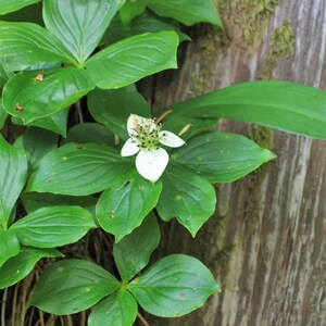 15 WESTERN BUNCHBERRY Alaskan Dogwood Canadian Cornus Unalaschkensis ...