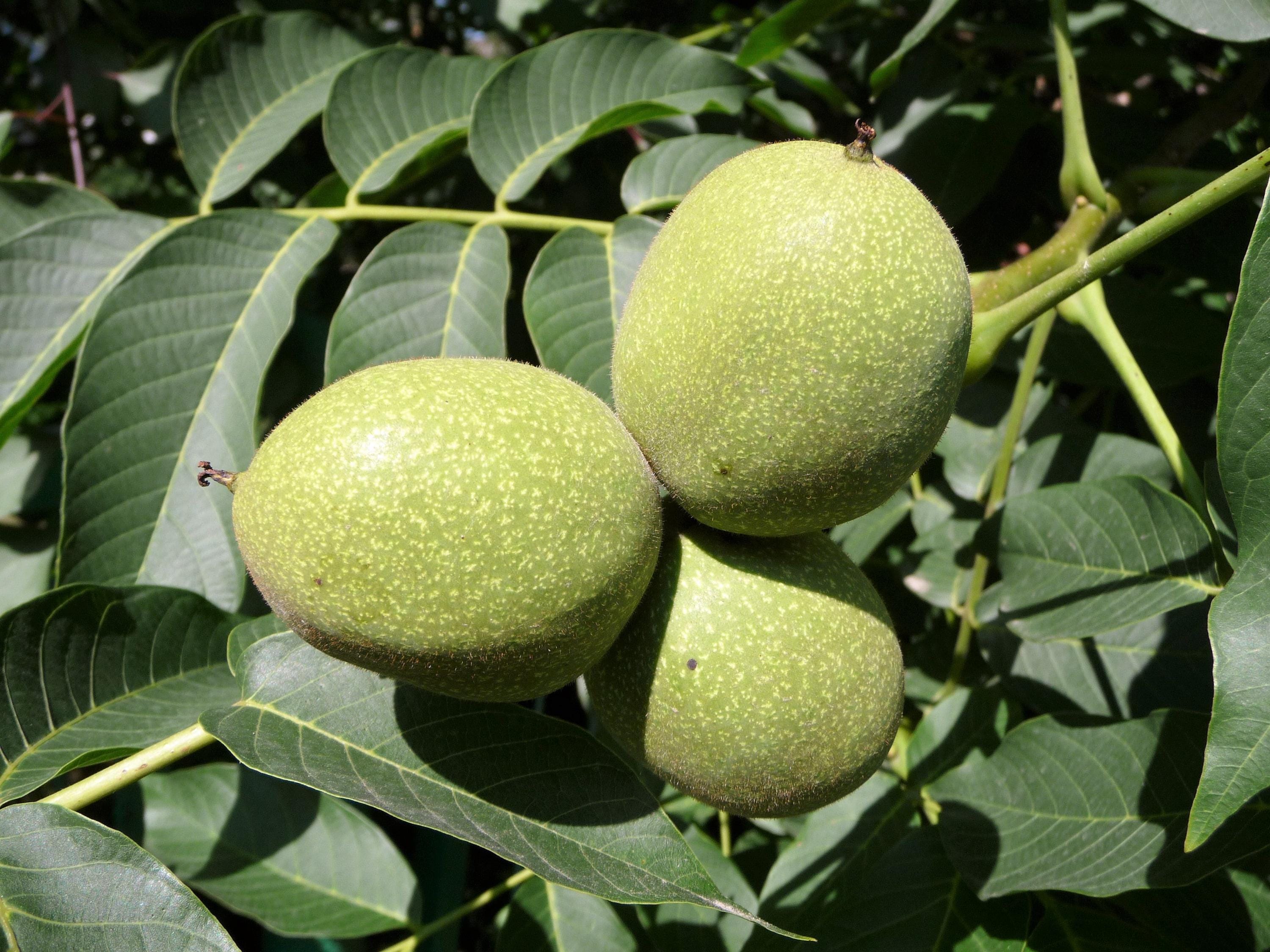 5 ENGLISH WALNUT Aka Common, Hardy Carpathian, Persian Nut Fruit Tree ...