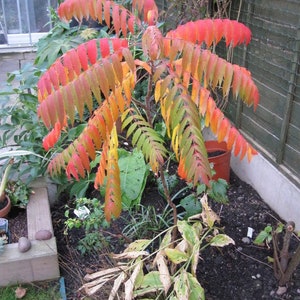 30 FLAMELEAF SUMAC TREE Shining Dwarf Winged Rhus Schmaltzia Copallina ...