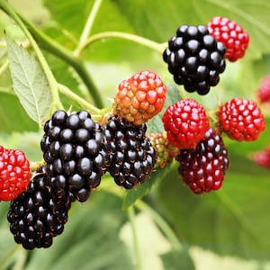 50 WHITEBARK Black RASPBERRY Western Blackcap Raspberry Rubus ...
