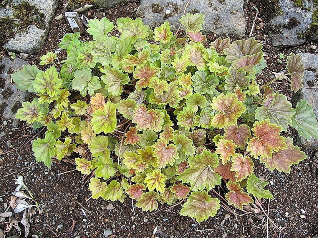 50 HEUCHERA Americana CORAL BELLS Dale's Strain American Alumroot ...
