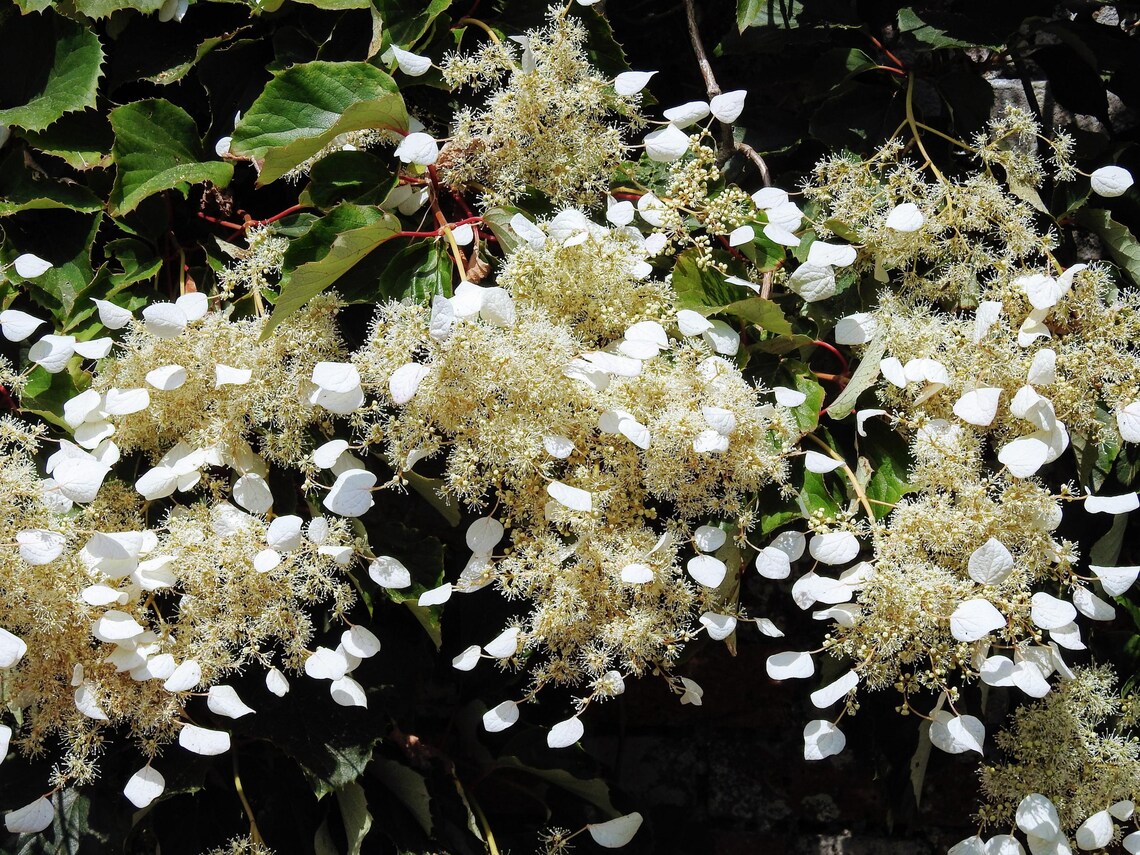 50 JAPANESE HYDRANGEA VINE White Flower Schizophragma Hydrangeoides ...