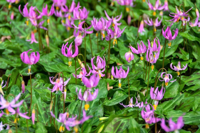 10 PINK FAWN LILY Aka Trout Lily, Avalanche Lily, & Dog's Tooth Violet ...
