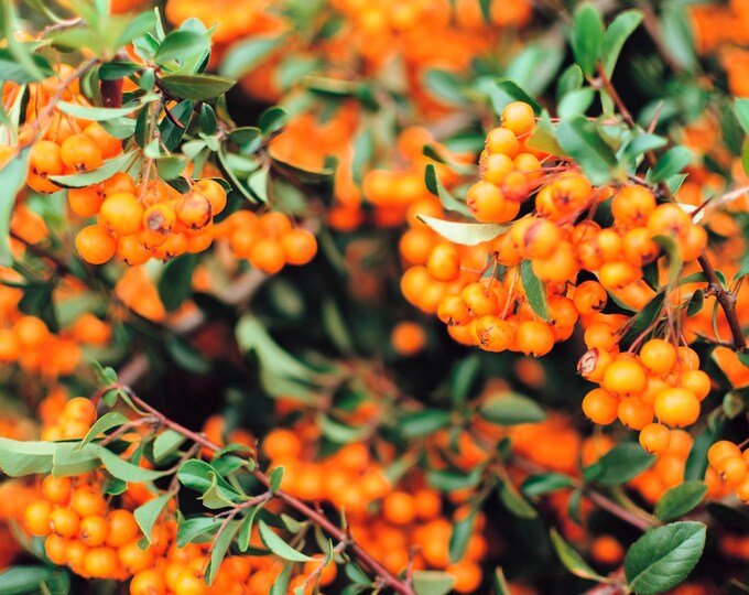 Coral Berry Shrub - Live Plant 12 to 14 Inches Tall. Bright Coral ...