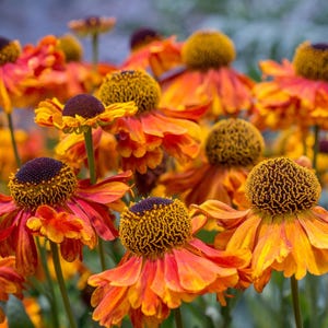 100 HELENIUM ' AUTUMN LEAVES ' Mix Helenium Autumnale Sneezeweed Mixed ...