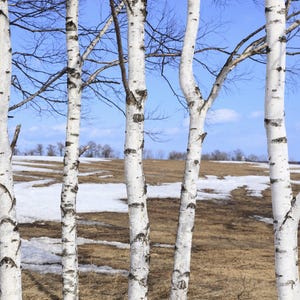 100 WHITE Japanese BIRCH TREE Betula Platyphylla Japonica Seeds - Etsy