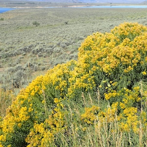 100 RUBBER RABBITBRUSH Chamisa Ericameria Nauseosa Native Desert Shrub ...