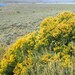 100 RUBBER RABBITBRUSH Chamisa Ericameria Nauseosa Native Desert Shrub ...