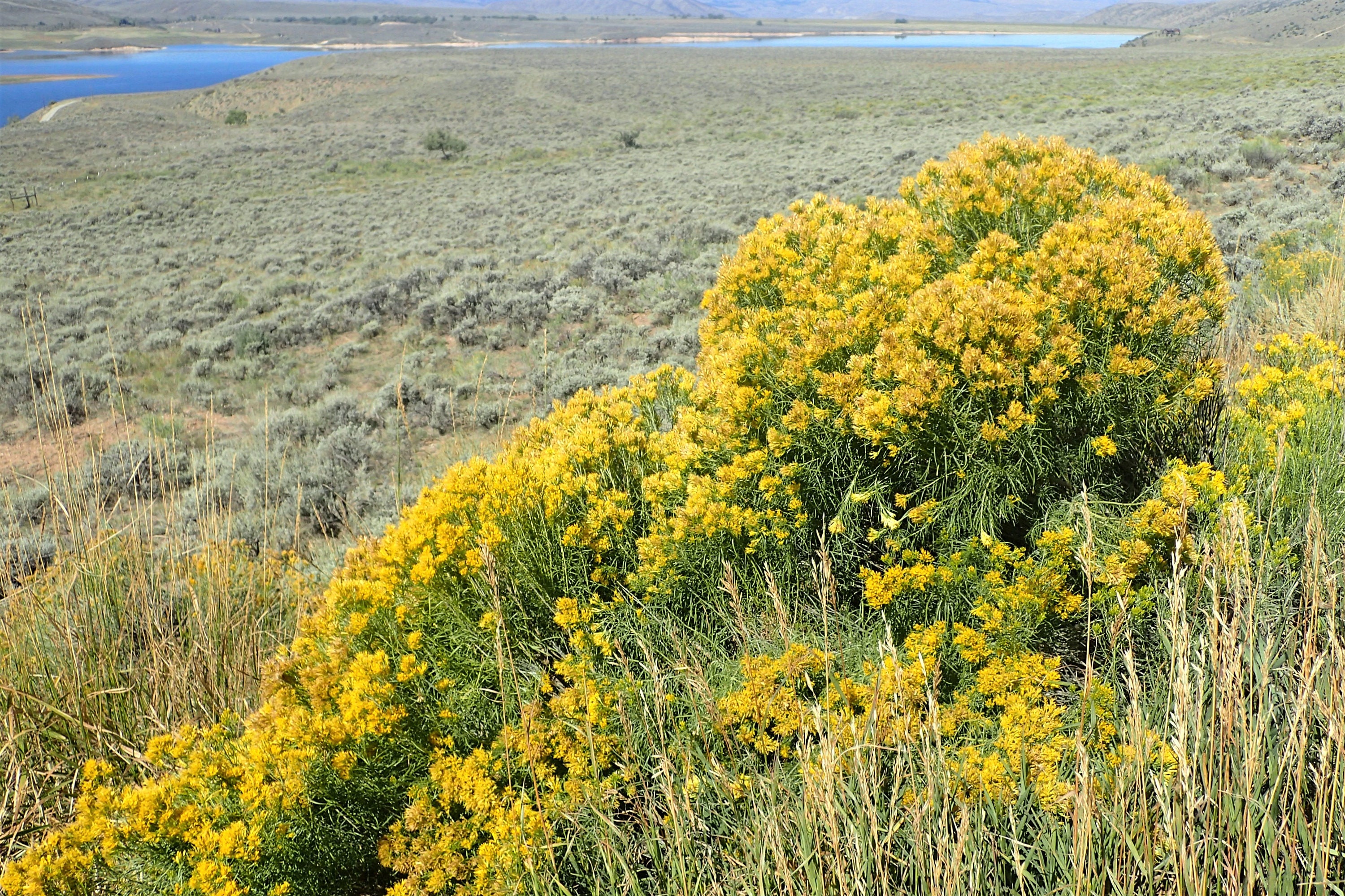 100 RUBBER RABBITBRUSH Chamisa Ericameria Nauseosa Native | Etsy