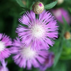 500 MIXED SWEET SULTAN Imperialis Mix Amberboa Moschata Centaurea ...