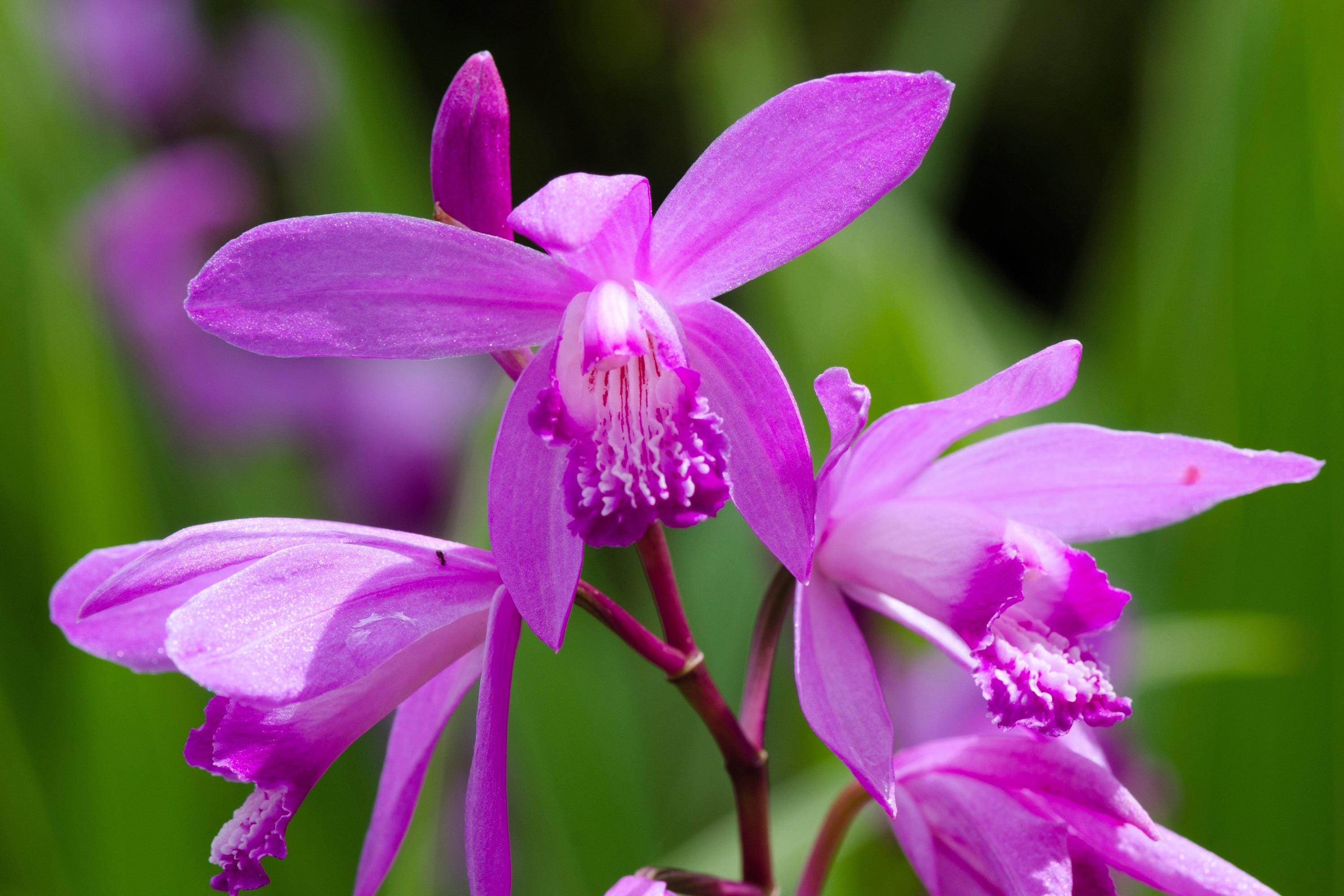 50 Hardy CHINESE GROUND ORCHID Bletilla Striata Purple Flower Seeds - Etsy