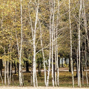 100 WHITE Japanese BIRCH TREE Betula Platyphylla Japonica Seeds - Etsy