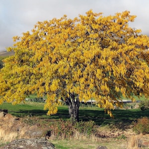10 Thornless HONEYLOCUST Gleditsia Triacanthos Inermis Imperial Honey ...