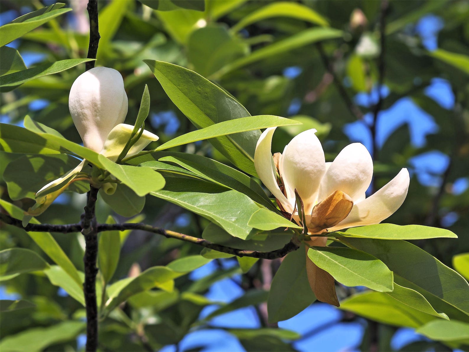 10 SWEETBAY MAGNOLIA Virginiana TREE Shrub Native Sweet Bay, White Bay ...