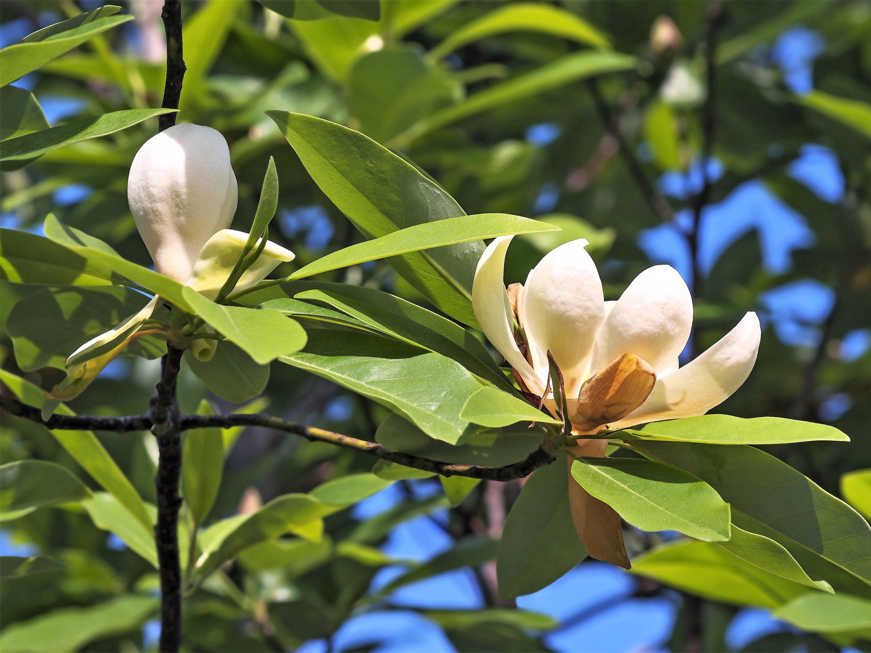 10 SWEETBAY MAGNOLIA Virginiana TREE Shrub Native Sweet Bay, White Bay ...