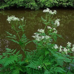 20 SWEET CICELY Myrrhis Odorata Herb Fragrant Flower Licorice - Etsy