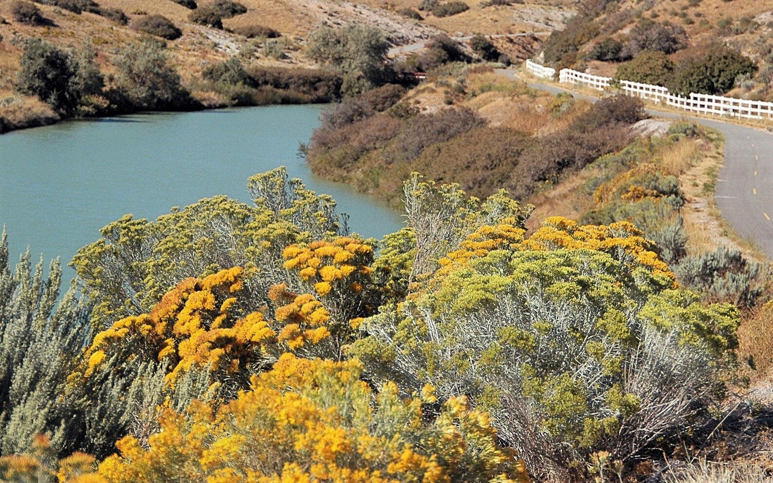 100 RUBBER RABBITBRUSH Chamisa Ericameria Nauseosa Native Desert Shrub ...