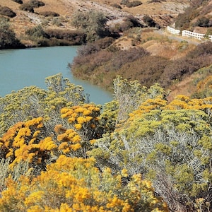100 RUBBER RABBITBRUSH Chamisa Ericameria Nauseosa Native Desert Shrub ...