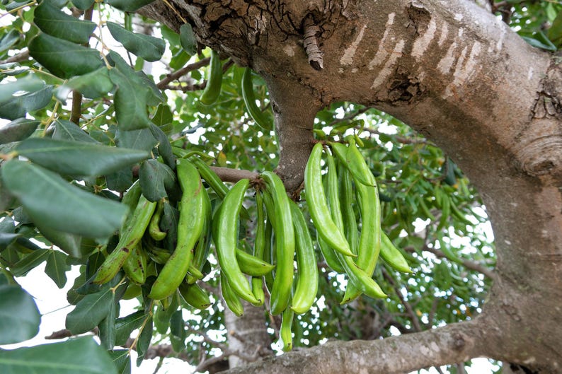 20 CAROB TREE Saint John's Bread Ceratonia Siliqua Evergreen Edible ...