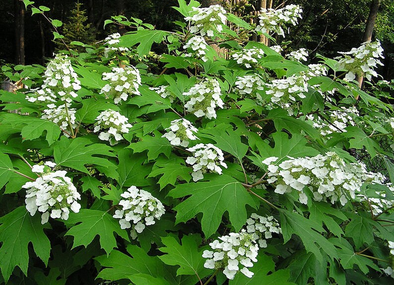 40 White OAK LEAF HYDRANGEA Quercifolia Shrub Flower Seeds - Etsy