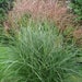10 RED MAIDEN GRASS Miscanthus Sinensis Plumes Ornamental Flower Seeds ...