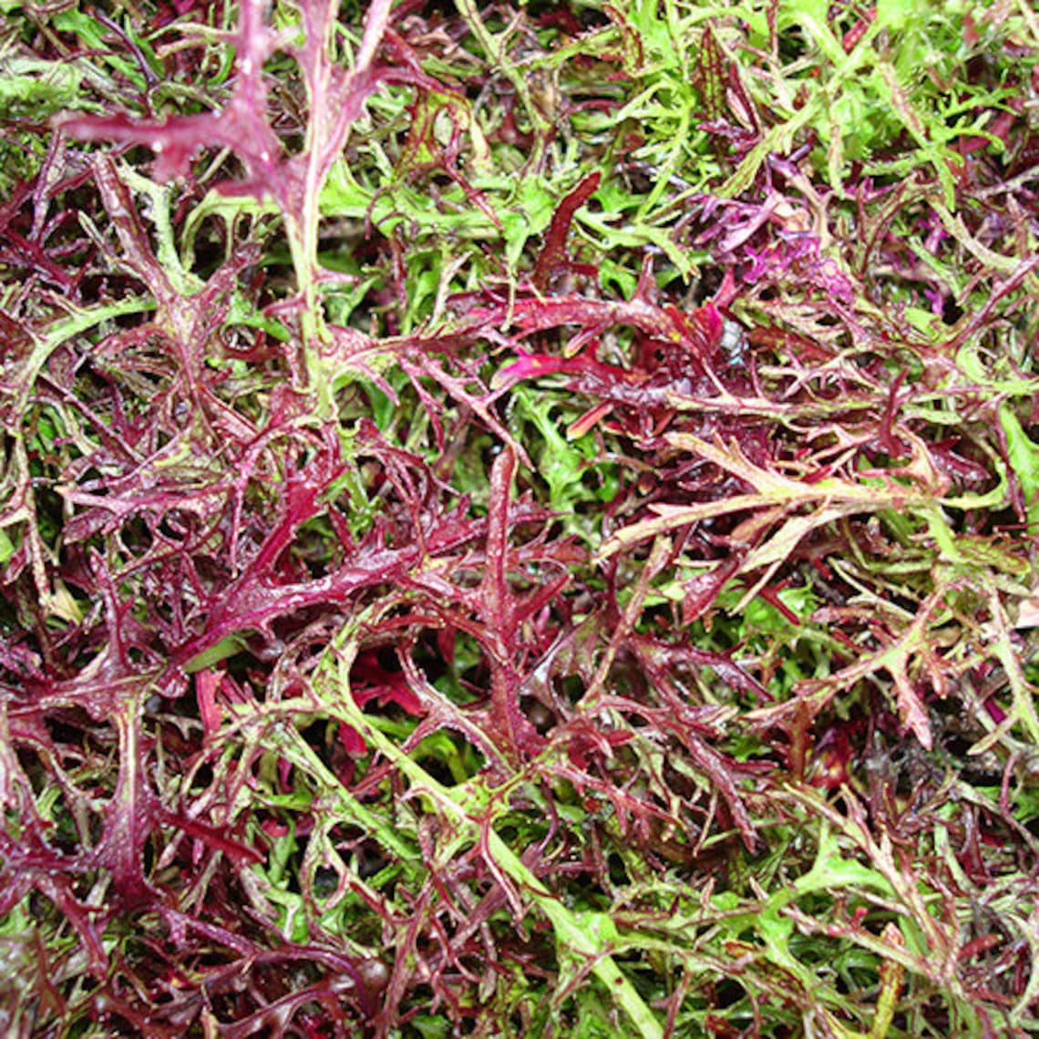 200 RED Streaked MIZUNA MUSTARD Japanese Greens Brassica - Etsy