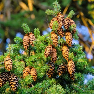 20 DOUGLAS FIR Tree Abies Pseudotsuga Menziesii Christmas Tree Blue ...