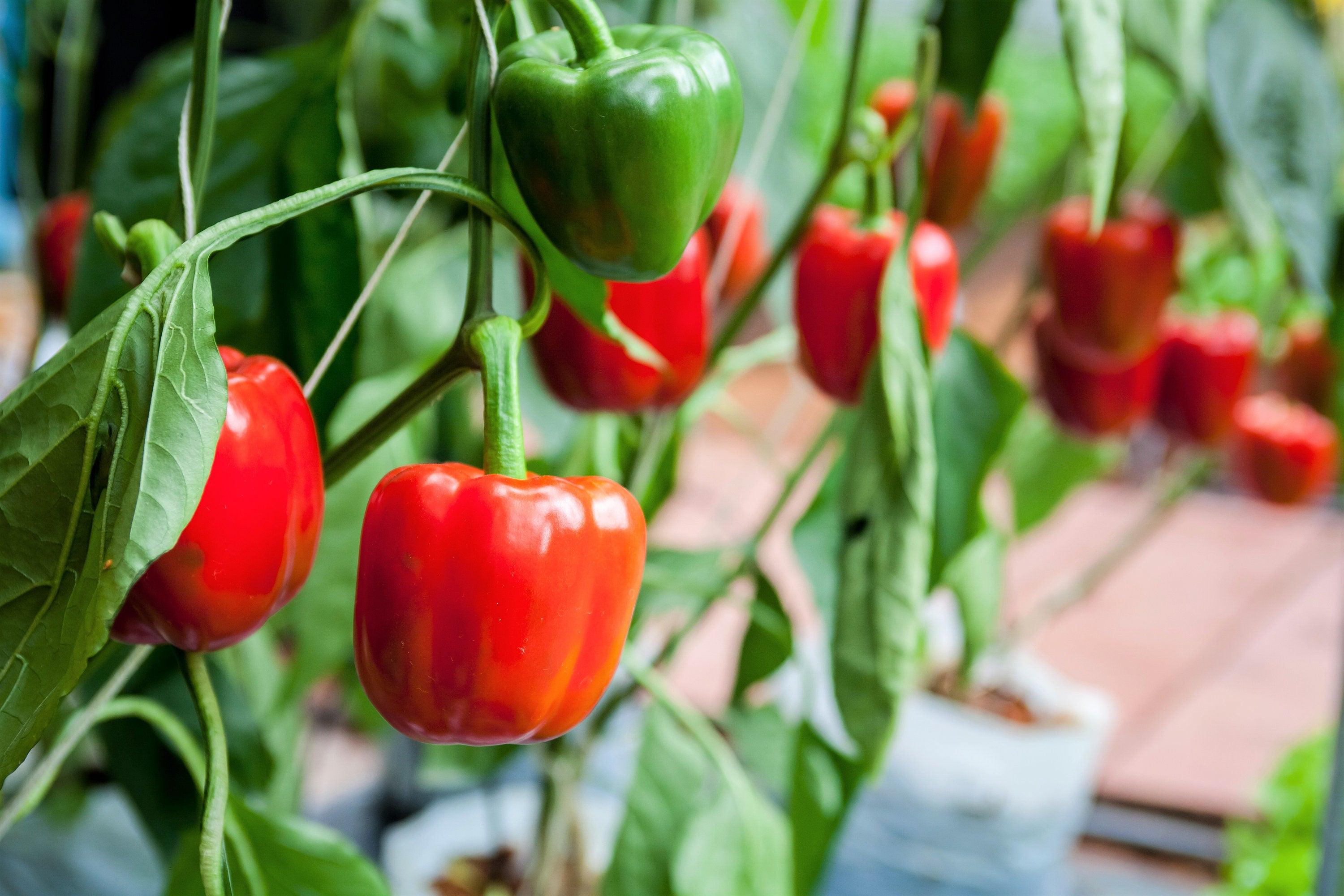 20 Organic Red MINI BELL PEPPER Sweet Mild Miniature Capsicum Annuum ...