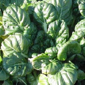 2000 CANTON PAK CHOI bok Choy / Chinese Cabbage Brassica Rapa Chinensis ...