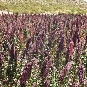 100 Organic BRILLIANT RAINBOW QUINOA Mix Mixed Colors Chenopodium Grain ...