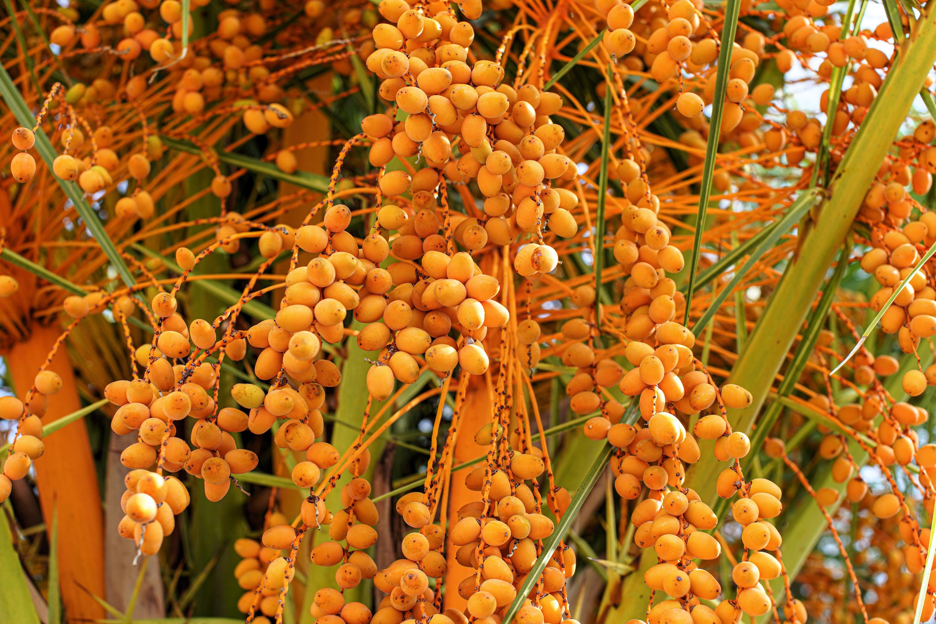 10 COCO PALM Jelly Palm Pindo Butia Capitata Edible Fruit Tree ...
